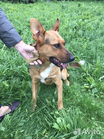 Собака бесплатно