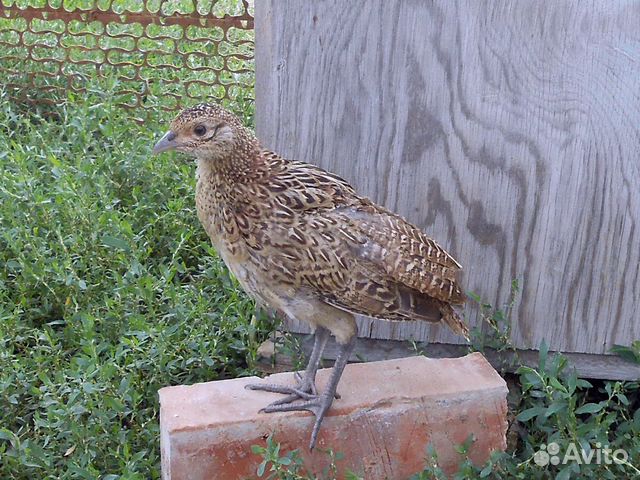 Подрощенные фазанята(охотничий)