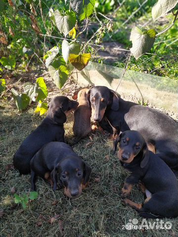 Щенки таксы