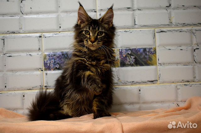 Котик мейн кун Джокер