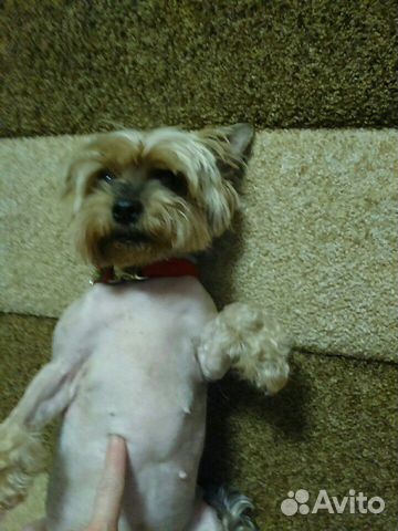 Отдам девочку ерка. 6 лет