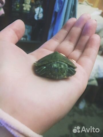 Черепаха (водная)