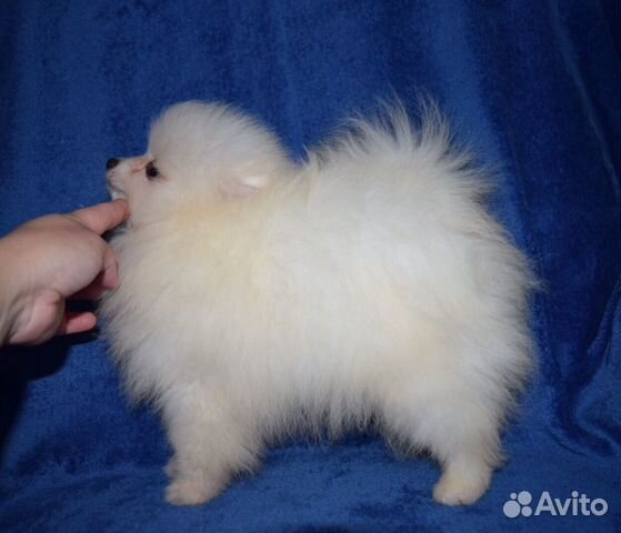 Продается белый мишка- мальчишка (померанский шпиц
