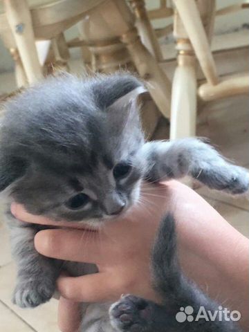 Котенок дымчато-серый