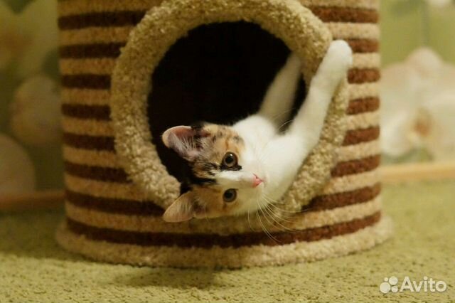 Отдам котенка