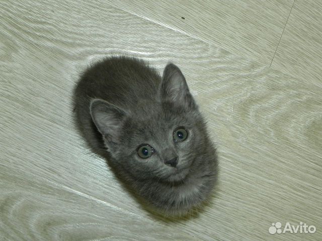 Мягкий плюшевый котенок мальчик