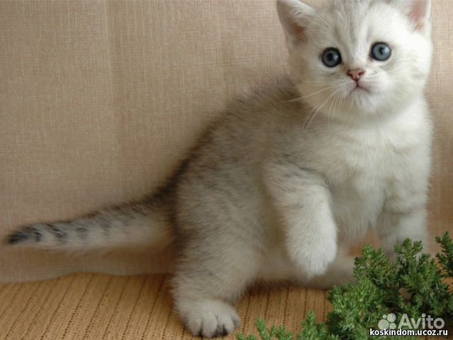 Британский шиншилла котик-чистокровка