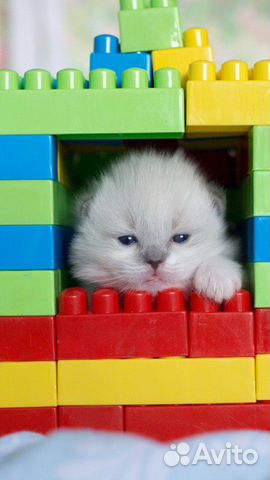 Рэгдолл Jenny, родословная, девочка