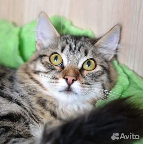 Кошечка Джинни ищет дом