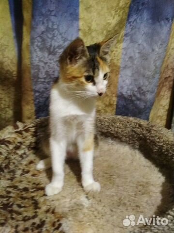 Метис бобтейла в добрые руки