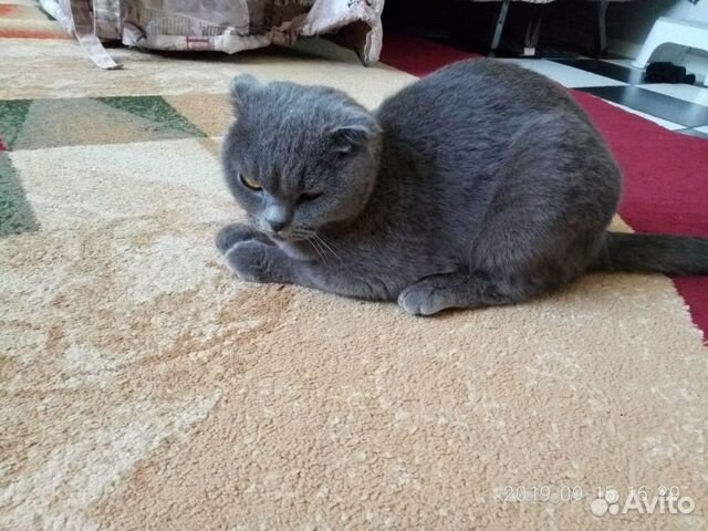 Шотландская вислоухая голубая кошка