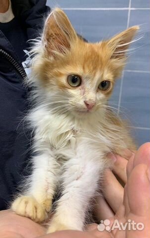 Пушистый Одуванчик ищет маму