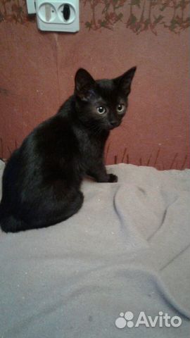Котёнок в дар