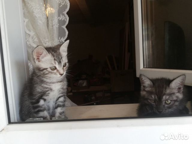 Британские котята ищут семью