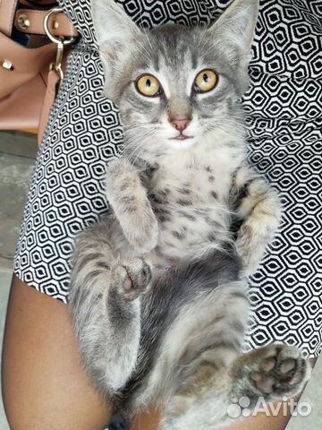 Котенок