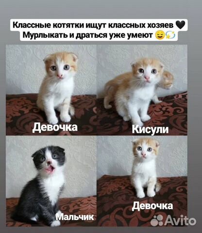 Вислоухие котята