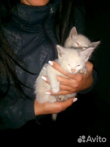 Мимимишные котята