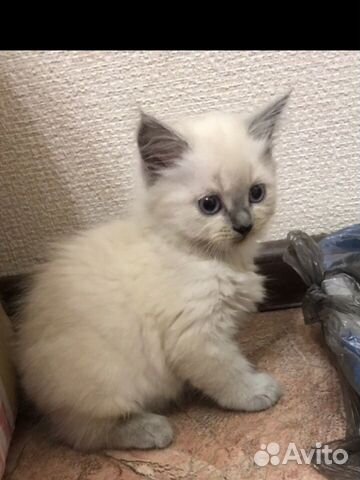 Продам кису