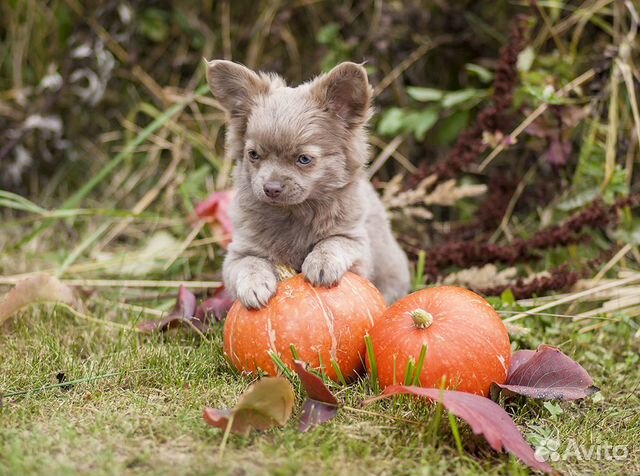 Лиловая красотка чихуахуа