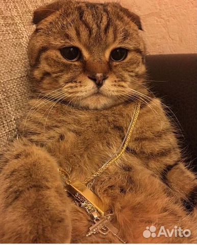 Пропала кошка