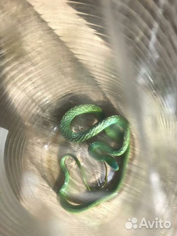 Продам змею