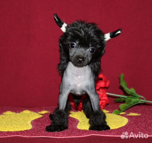 Чудесные щенки