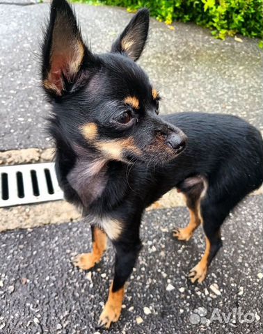 Той терьер вязка