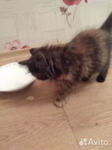 Мурлыкающий пушистый ласковый котенок