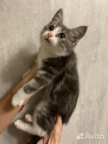 Котёнок идёт дом