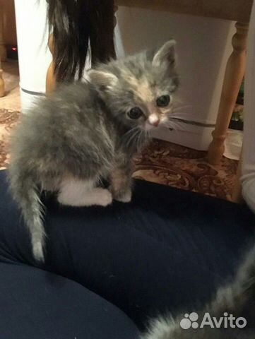 Редкий трехцветный котик