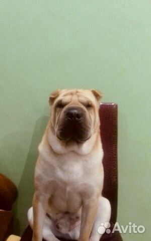 Нужна мадам мальчику Шарпея для вязки