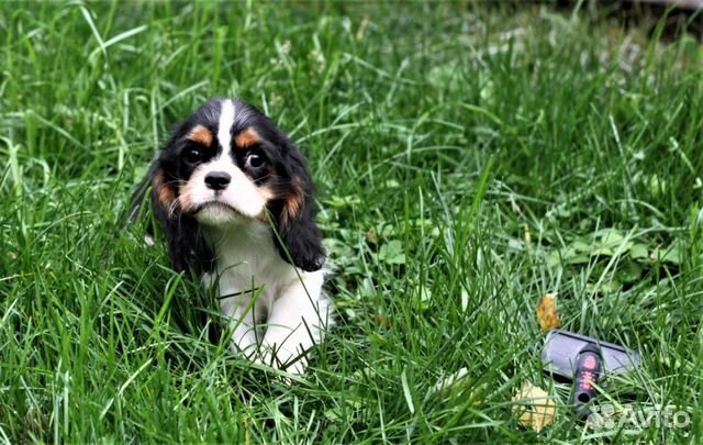 Кавалер Кинг Чарльз Спаниель