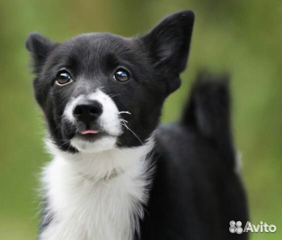 Майкл -игривый, ласковый, красивый щенок 3 мес