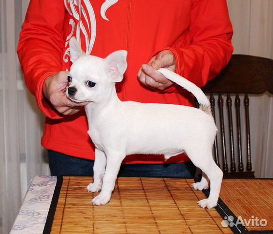 Супер красивые чихуахуа мальчики