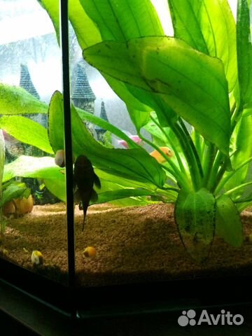 Анциструс звездчатый