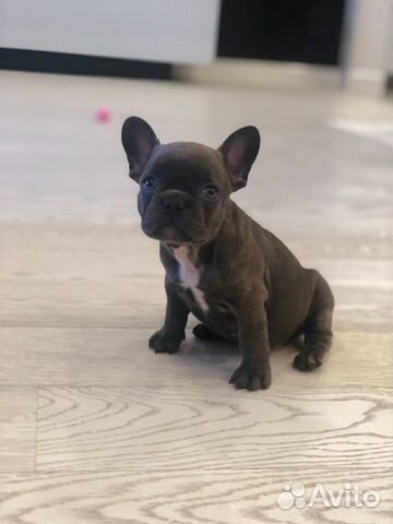 Щенок синего окраса