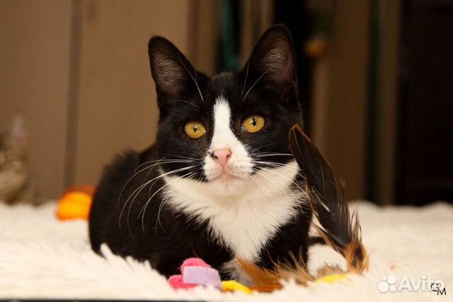 Ника ищет Дом