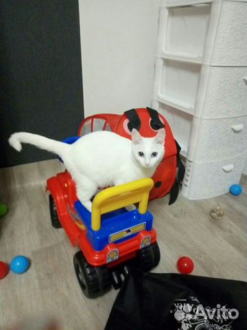 Отдам бесплатно кошку