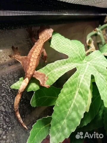Реснитчатый бананоед, Crested Gecko