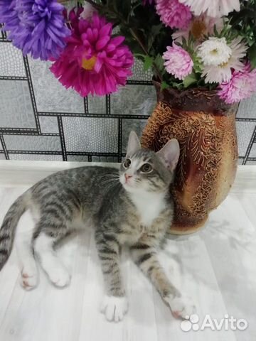 Котёнок (девочка)