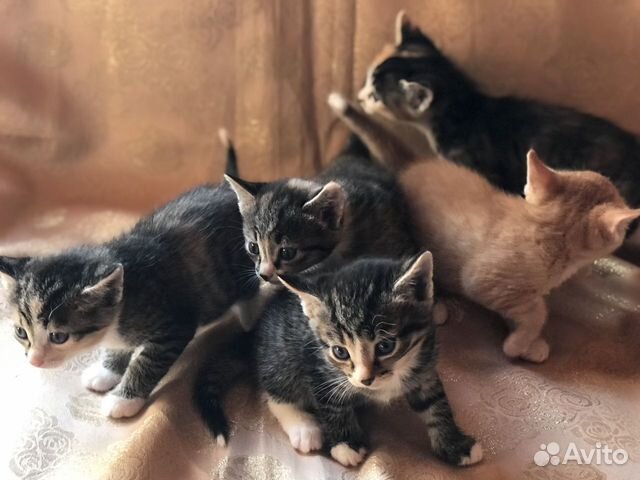 Котята