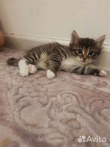 Котенок