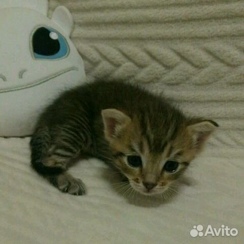 Метис норвежской лесной кошки