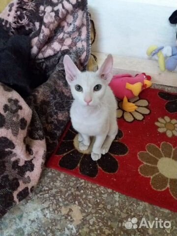 Гипоаллергенный породистый котенок девочка