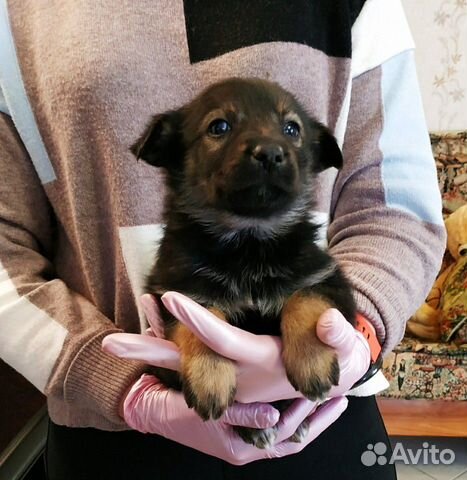 Щенки мать помесь немецкой овчарки и корги