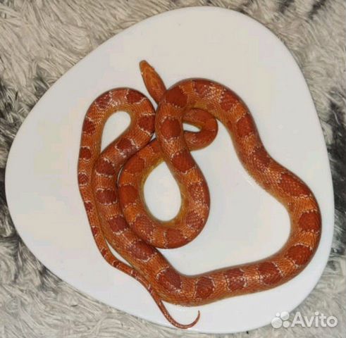 Маисовый полоз