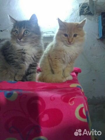 Котята, котёнок в добрые руки