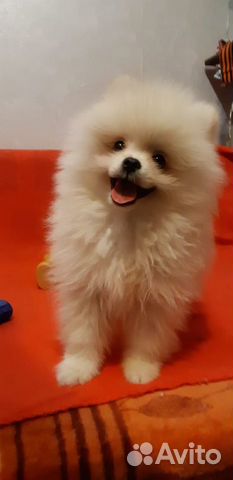 Мальчик померанского шпица