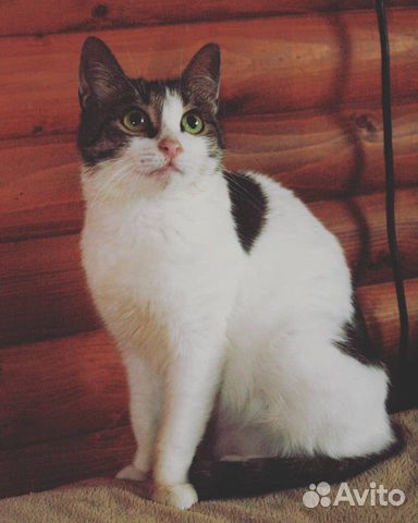 Кошка ищет дом