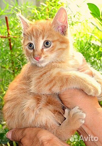 Котик в добрые руки